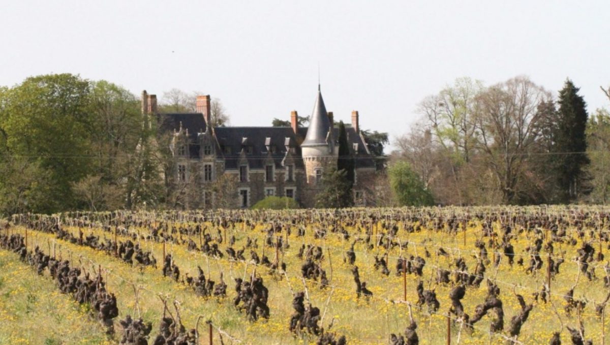 Domaine de l'Ecu - vins naturels du vignoble Nantais.